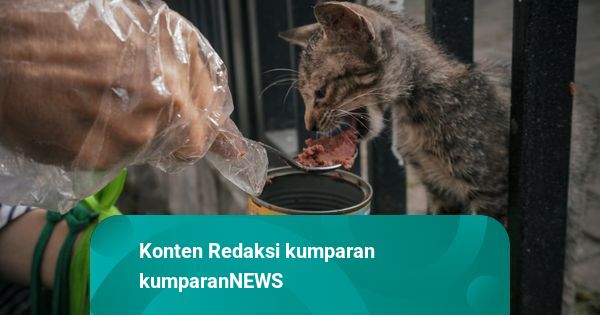Kisah Rina Beri Makan Kucing Jalanan yang Buat Wagub DKI Terkesan | kumparan.com